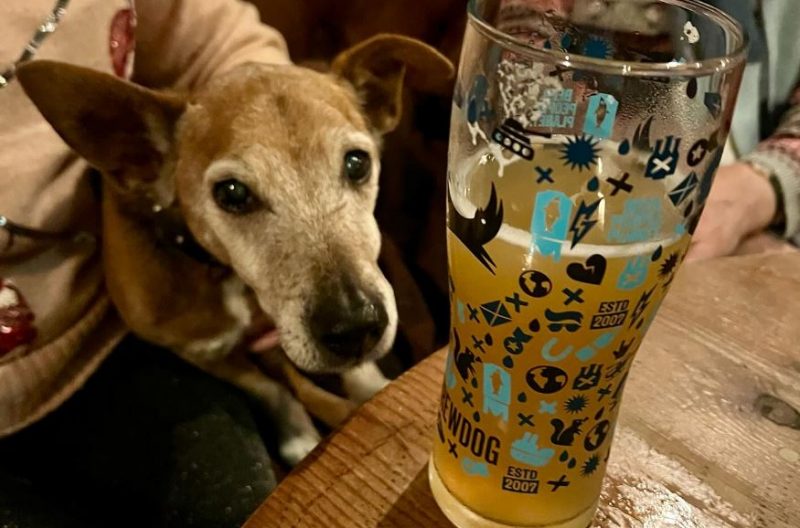 Explore Our Places - TakeDoggo